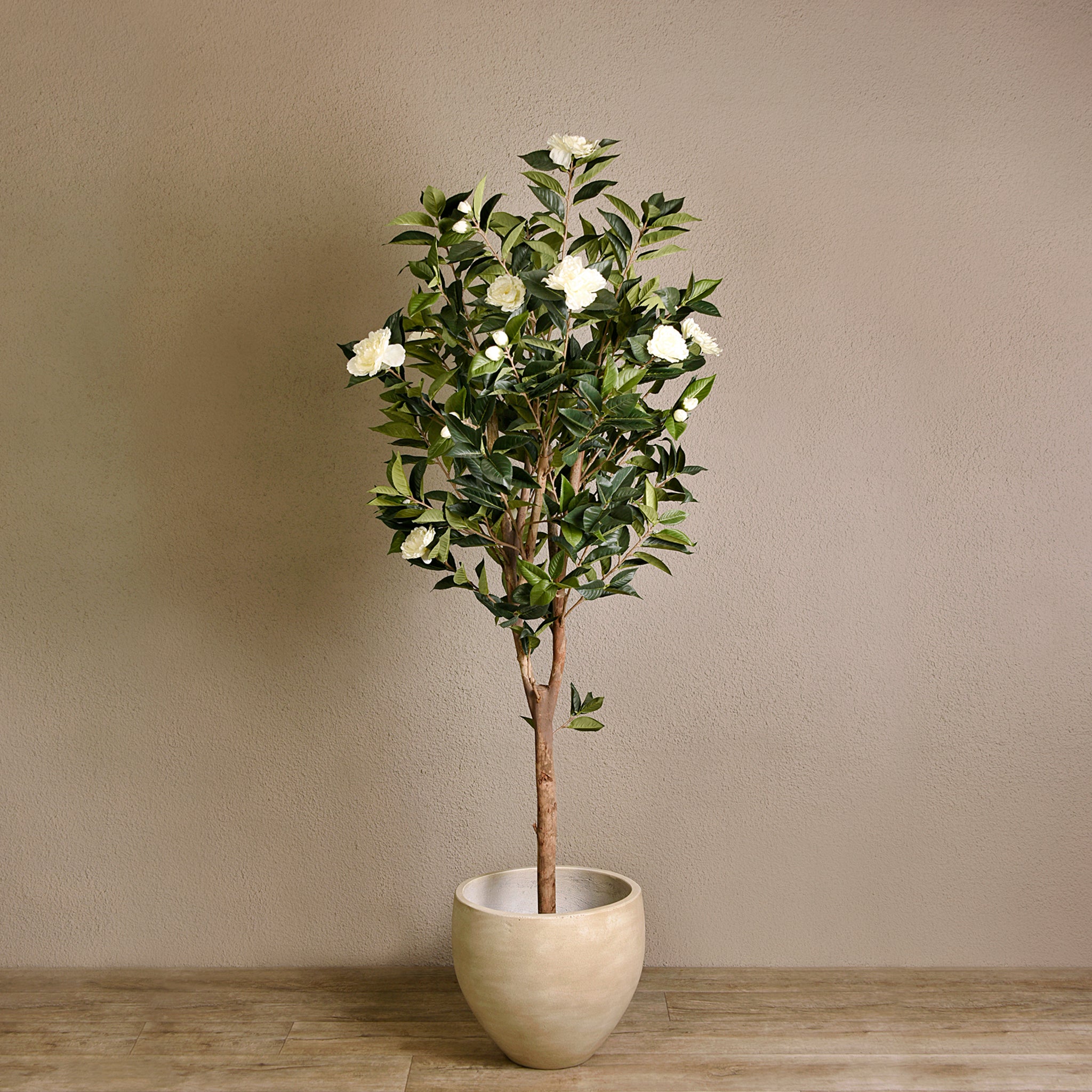 Camellia Trees – Bloomr