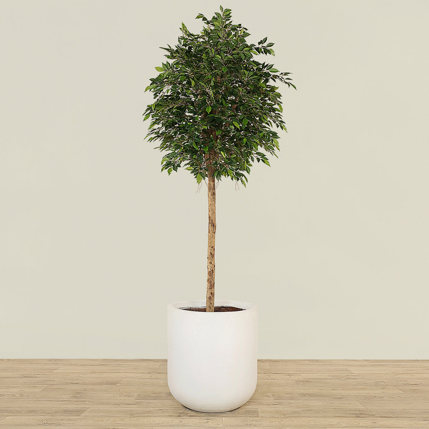 Artificial Mini Ficus Tree 240cm – Bloomr