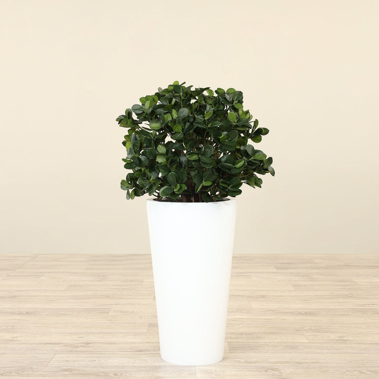 Luxury Artificial Ficus Trees | Bloomr Dubai