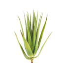 Shop Natural Feel Faux Aloe Leaves @ Dhs. 320 | Bloomr Dubai