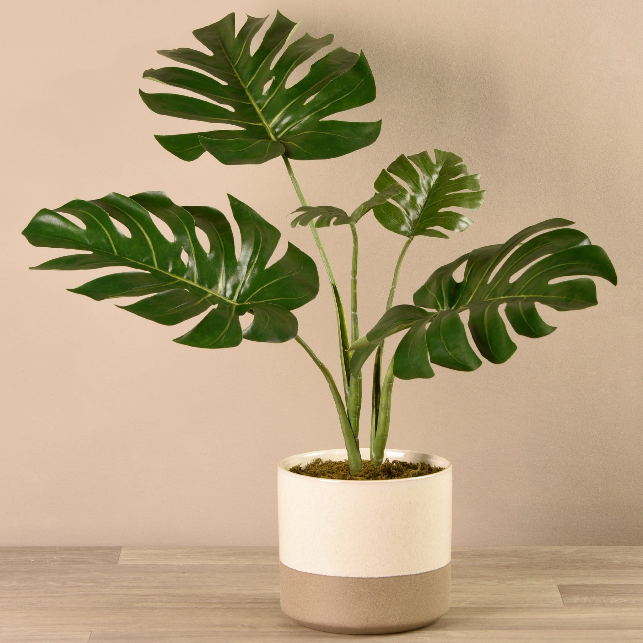 Potted Monstera Plant – Bloomr