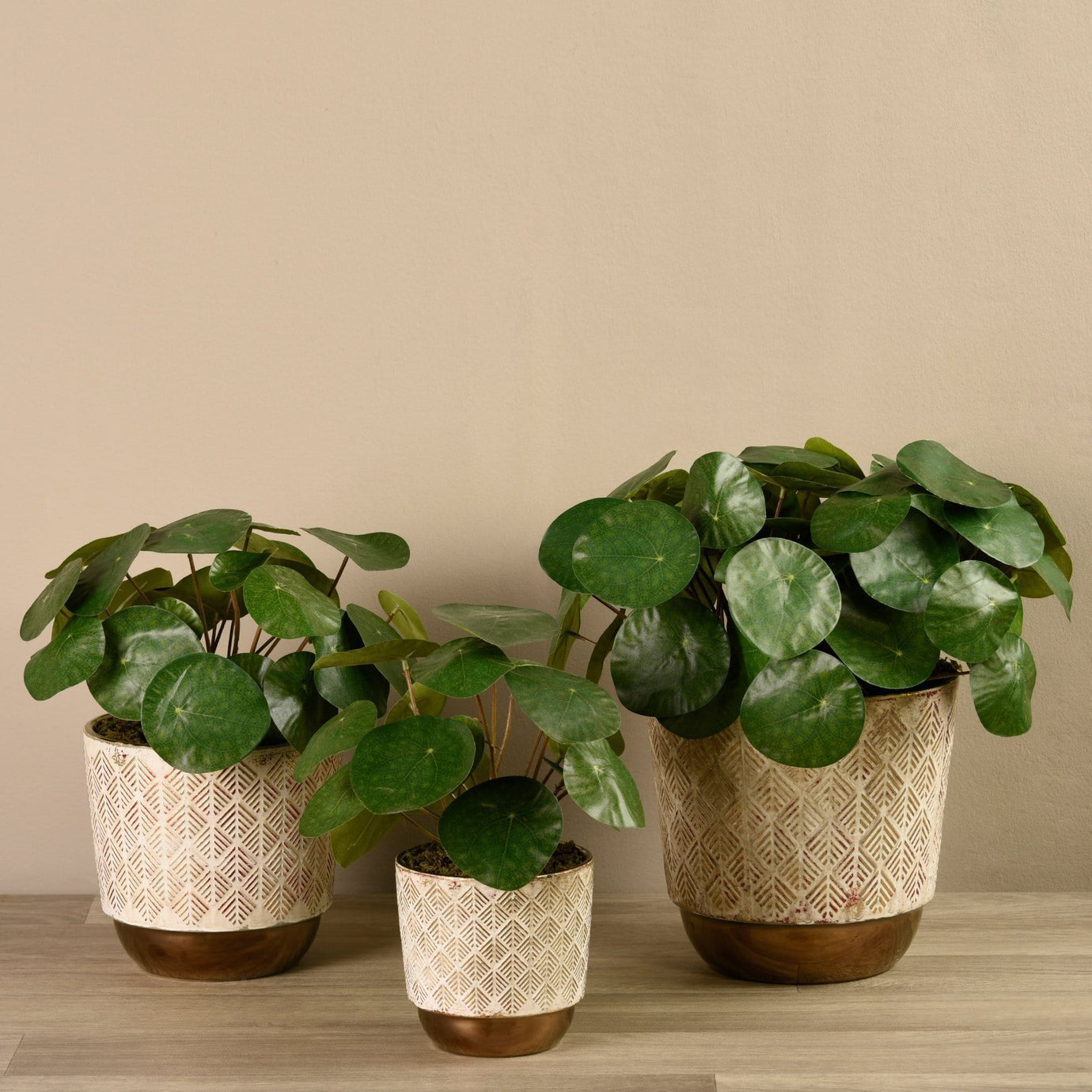 Potted Pancake Plant – Bloomr