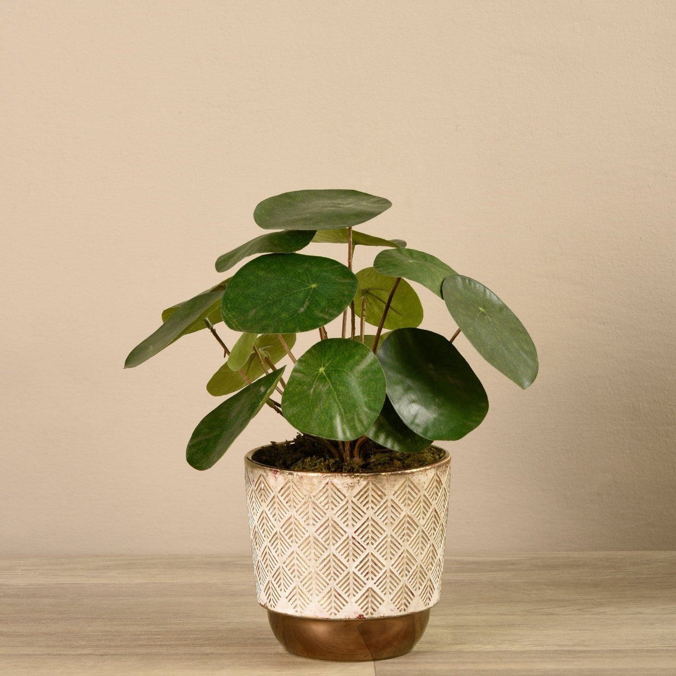Potted Pancake Plant – Bloomr