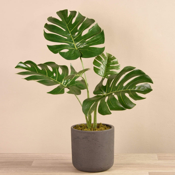 Potted Monstera Plant – Bloomr