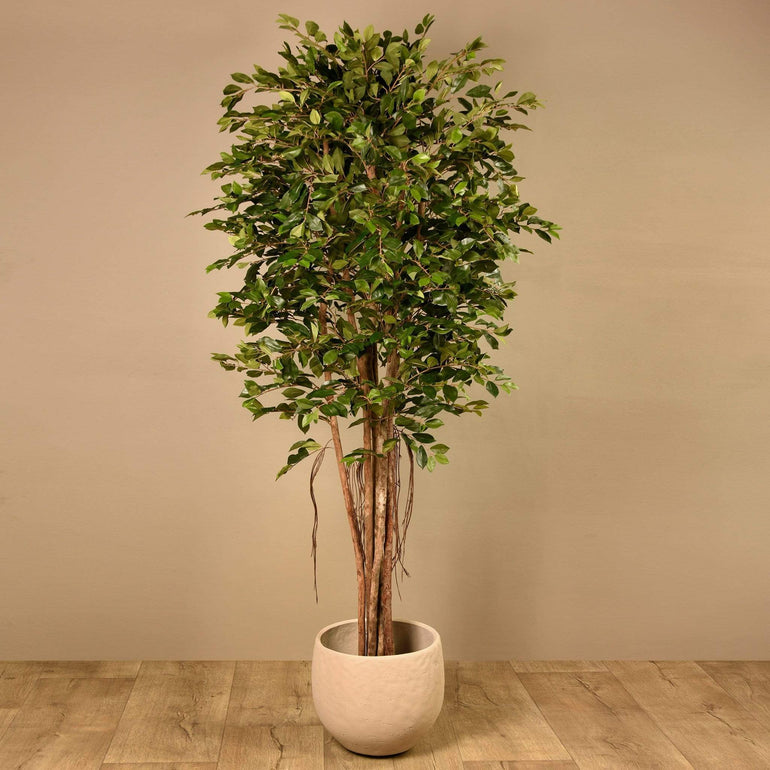 Luxury Artificial Ficus Trees | Bloomr Dubai